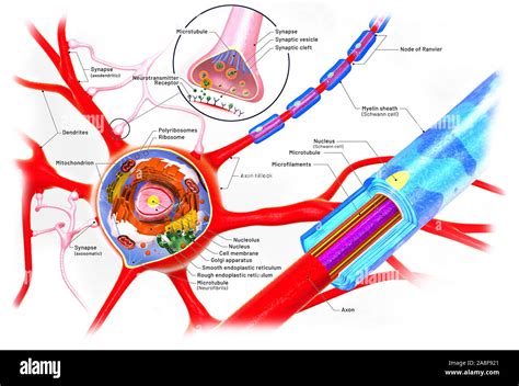 Dendrite Labeled
