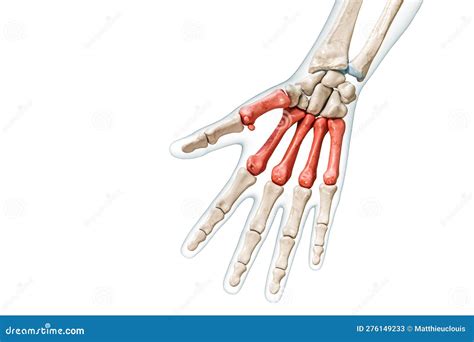 Metacarpal Bones In Red Color With Body 3d Rendering Illustration