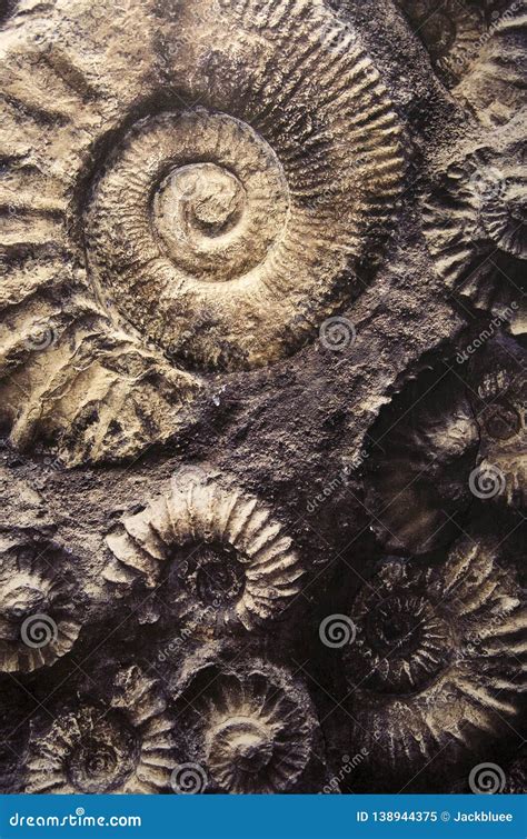 Seashell Fossil In Harvard Museum Of Natural History Editorial Photo