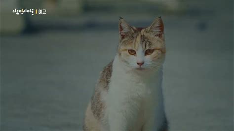 다큐인사이트 고양이 소녀 예고ㅣkbs 240523 방송 Youtube