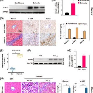 The Expression Of Runx2 Was Gradually Increased During The Progression Download Scientific