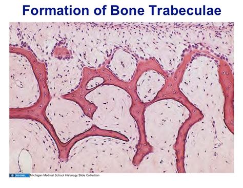 Histologyworld Audio Histology Slideimmature Bone