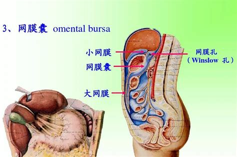 大网膜 腹膜类型 搜狗百科