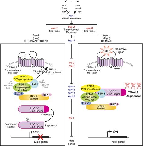 A Complex Solution To A Sexual Dilemma Developmental Cell