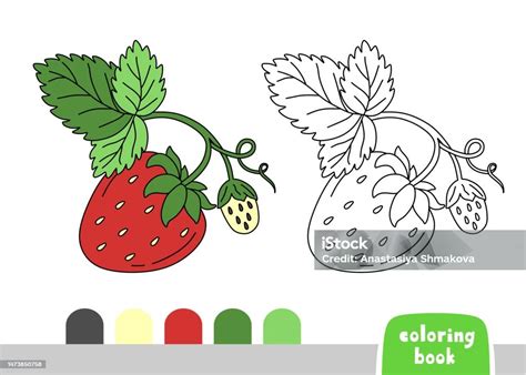 아이 들을 위한 색칠하기 책 딸기 페이지 책 잡지 색칠 벡터 일러스트 레이 션 0명에 대한 스톡 벡터 아트 및 기타 이미지 0명 과일 교육 Istock