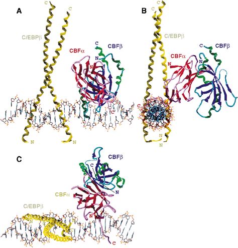 Figure 1 From Structural Analyses Of Dna Recognition By The Aml1runx 1 Runt Domain And Its
