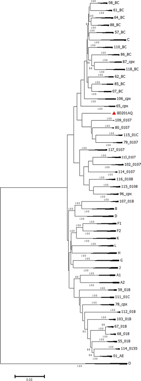 Phylogenetic Tree Of The Near Full Length Genome Sequence Of Bd201aq Download Scientific