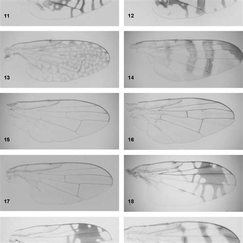 Wings Of Fruit Flies 1 Acanthiophilus Helianthi 2 Aciura Coryli Download Scientific Diagram