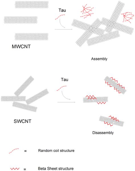 Schematic Representation Of Interaction Of Swcnt And Mwcnt With Tau Download Scientific Diagram
