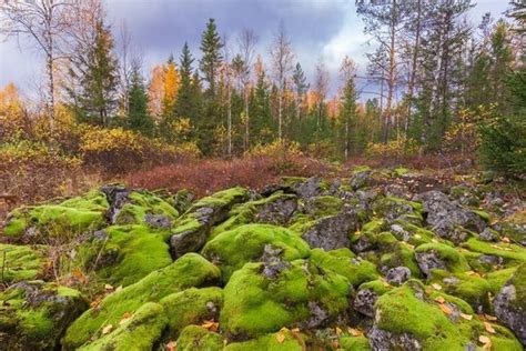 Северный Урал Урал, пейзаж, фотография, Природа, мох, лесной пейзаж ...