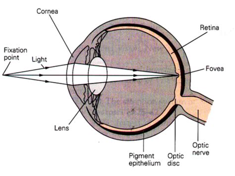 Retinal Processing Flashcards Quizlet