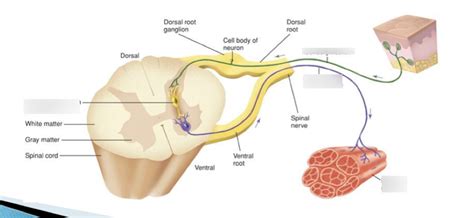 Physio Lab Midterm Diagram Quizlet