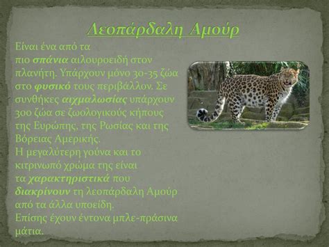 Ζώα υπό εξαφάνιση Περιεχόμενα 1 Πρόλογος 2 Πάντα 3 Λεοπάρδαλη Αμούρ Ppt κατέβασμα