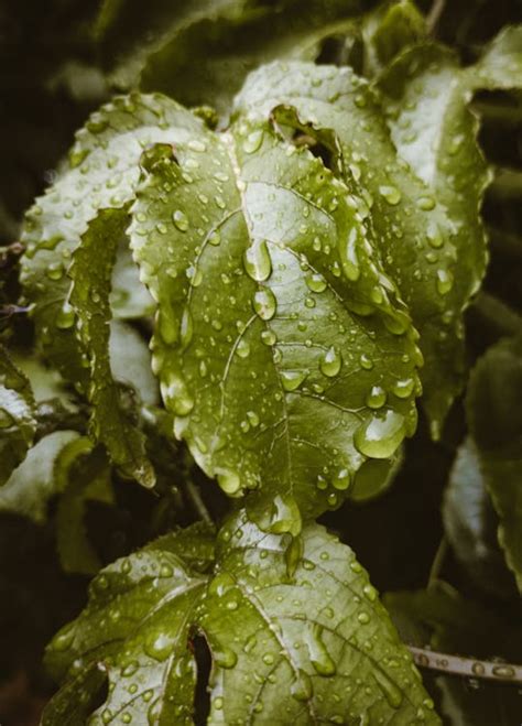 이슬이 맺힌 녹색 잎의 매크로 클로즈업 · 무료 스톡 사진