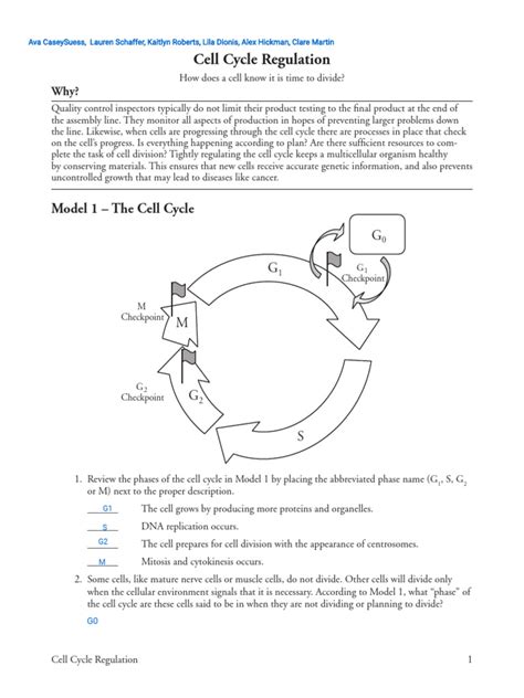 Kami Export Cell Cycle Regulation Pogil Answers Pdf Cell Cycle Kinase