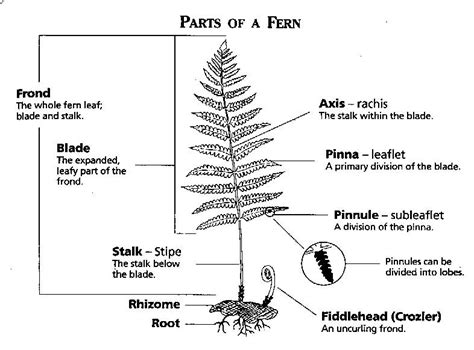 Pteridophyta Biology4isc