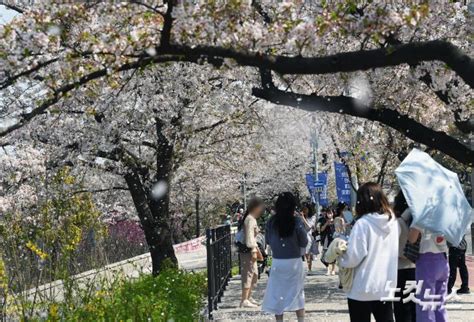 꽃비 내리는 여의도 벚꽃길 노컷뉴스