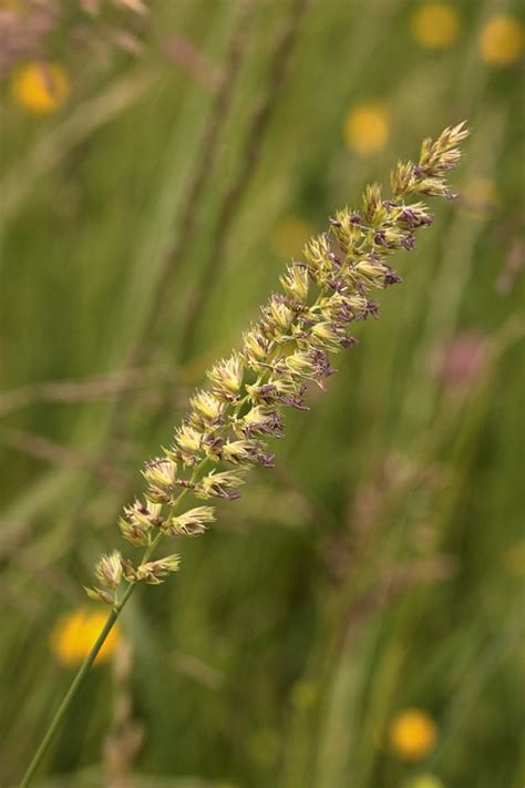 Grass Flowers Flowering Stems Free Photo On Pixabay Pixabay
