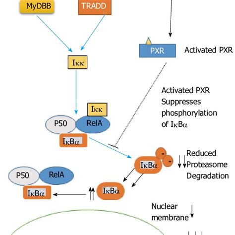 Pdf Role Of Pregnane X Receptor In Regulating Bacterial Translocation In Chronic Liver Diseases