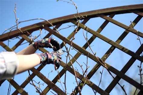 Prune Euonymus In Late Winter Or Early Spring Following These Guidelines From Gardeners