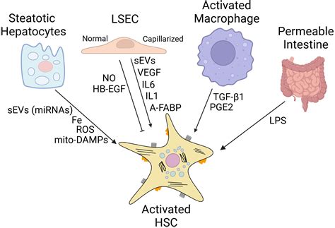 Regulation Of Hepatic Stellate Cell Phenotypes In Metabolic Dysfunction