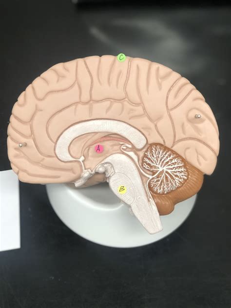 Lab Practical 1 Brain Diagram Quizlet