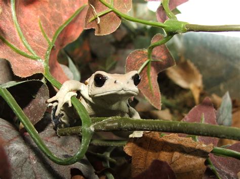 Morogoro Tree Toad Nectophrynoides Viviparus