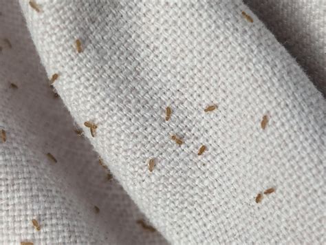 what are all these bugs in my clothes r whatsthisbug