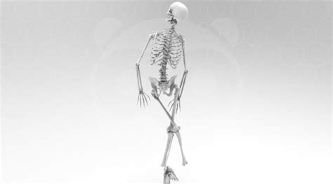 Skeleton Pose 3d Model In Anatomy 3dexport