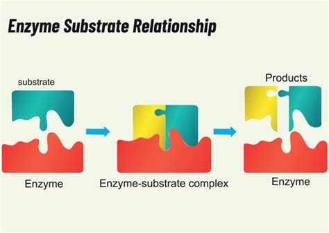 22 Catalase Lock Key Stock Vectors And Vector Art Shutterstock