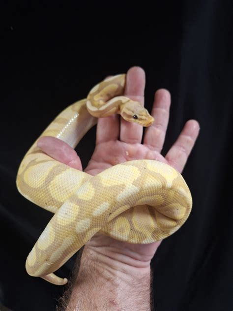 SUB ADULT MALE BANANA PASTEL YELLOW BELLY BALL PYTHON Reptile Mart