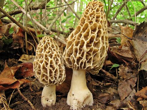 Сморчок съедобный (Morchella esculenta) фото и описание