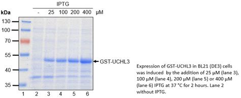 Iptg Protein Expression Purification Reagents Products