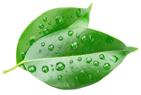 Ficus Benjamina Leaves Covered With Water Drops Isolated On White