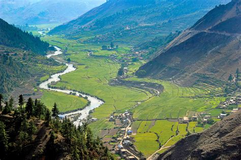 Disease Resistant Jumli Marshi Rice Being Readied For Cultivation
