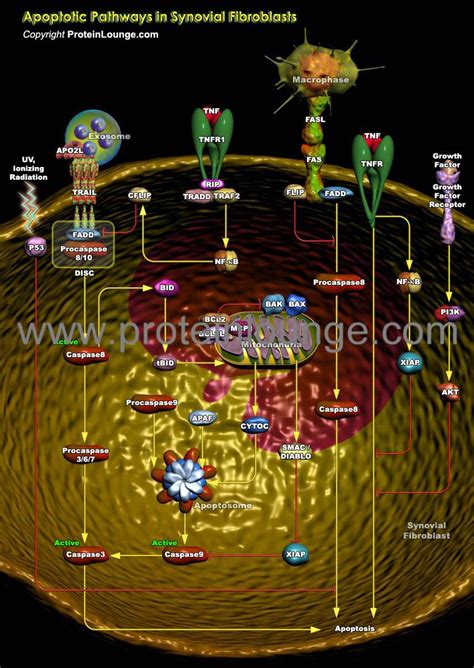 Biological Databases And Tools Apoptotic Pathways In Synovial Fibroblasts Protein Lounge