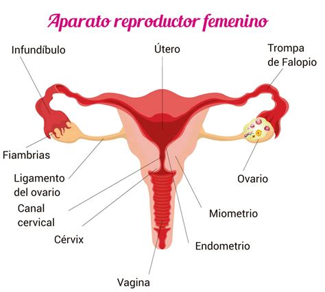 Aparato Reproductor Femenino Externo Real