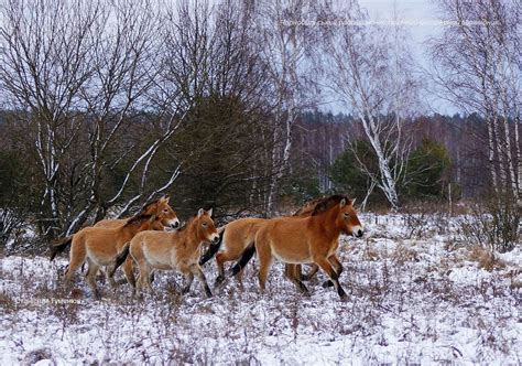 Як зимують унікальні тварини Чорнобиля — фоторепортаж — тварини Чорнобиля