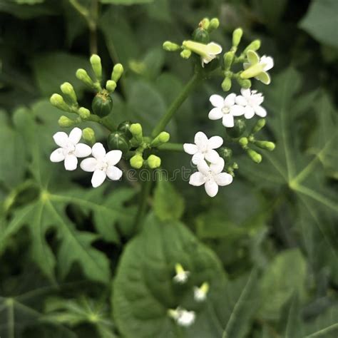 Flowers Bloom Stock Image Image Of Leaves Flowers 243038791