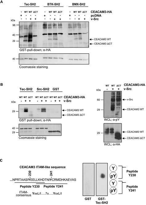 1 Tec Kinase Binds To The Proximal Tyrosine Phosphorylated Residue