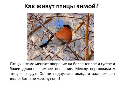 Зимующие птицы презентация онлайн