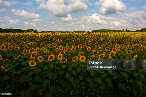 프랑스 세인트 자크 뒤 푸이 의 길을 따라 흐린 하늘에 실제 해바라기 밭 0명에 대한 스톡 사진 및 기타 이미지 Istock