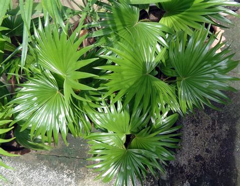 Naturalism The Eighth Sense A Study On Radial Symmetry In Plants San