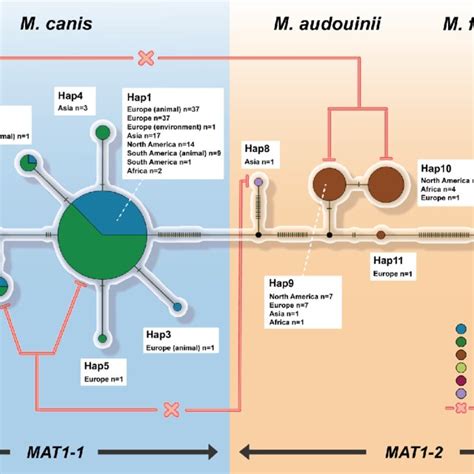 Haplotype Network Analysis Based On Multilocus Data The Haplotype