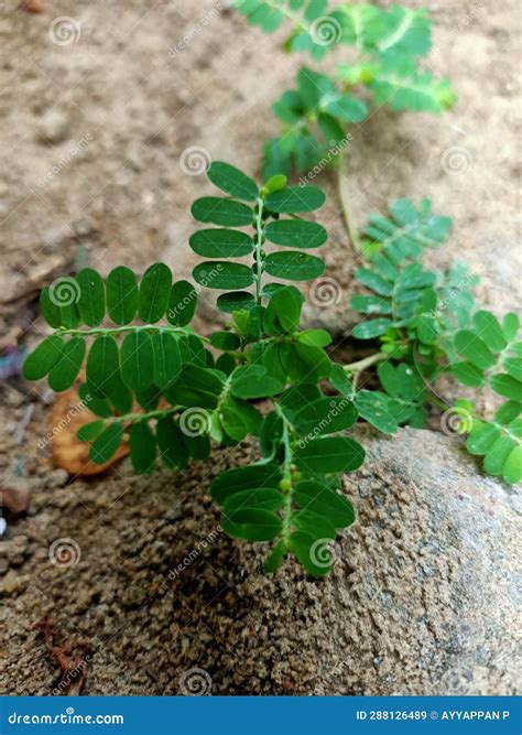 Phyllanthus Niruri Plant Stock Image Image Of Niruri 288126489