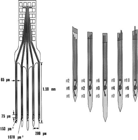 The Microelectrode Used In This Study Was Provided By The University Of Download Scientific