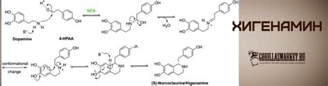 ХИГЕНАМИН Краткое резюме · Хигенамин или Норкоклаурин это естественная молекула содержащаяся