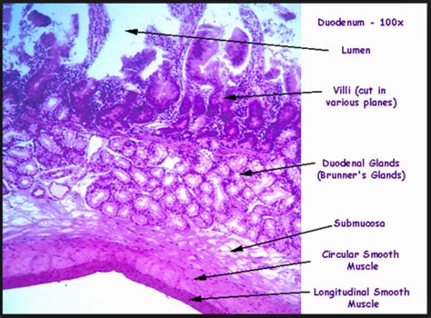 Duodenum Slide Labeled