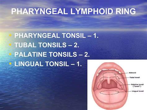 Anatomy And Physiology Of Pharynx Tonsillitis Ppt