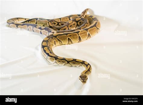 Royal Or Ball Python Snake Isolated On White Background Stock Photo Alamy
